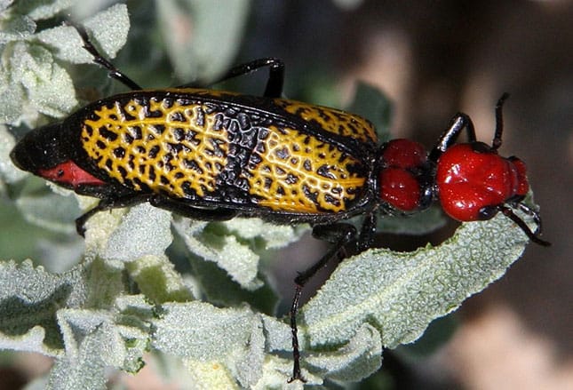 Untouchables: 9 Invertebrate Contact Defenses