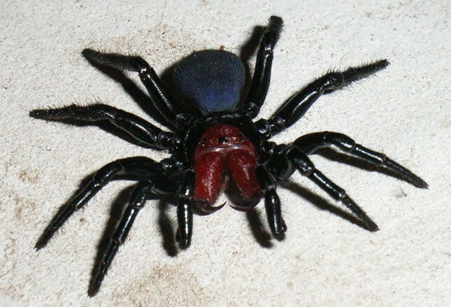 Medically Significant Spider Bites: Which to Watch Out For