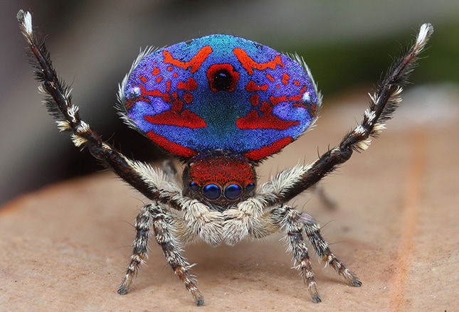 Medically Significant Spider Bites: Which to Watch Out For