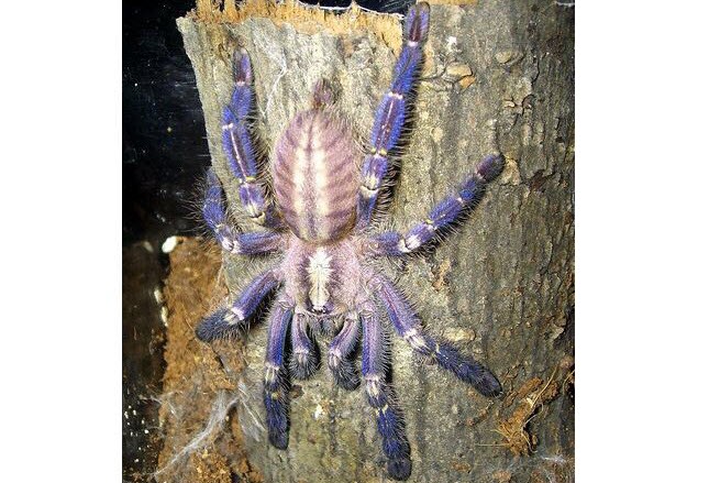 Medically Significant Spider Bites: Which to Watch Out For