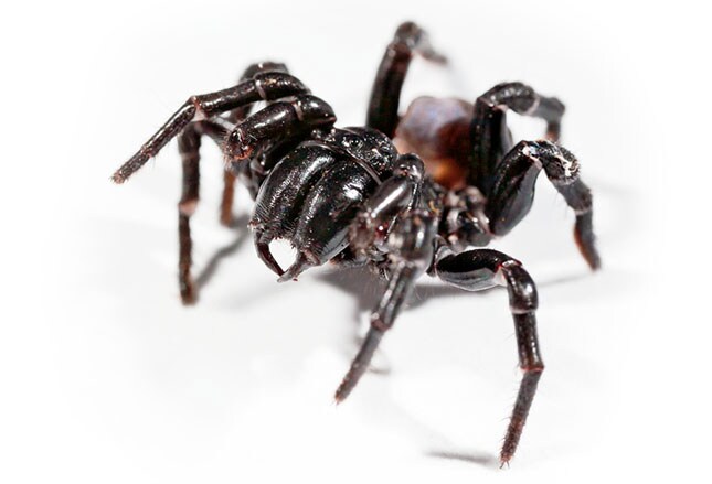 Medically Significant Spider Bites: Which to Watch Out For