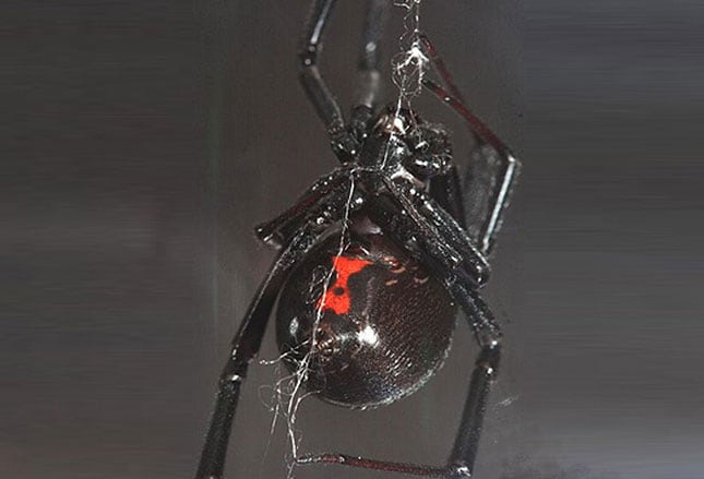 Medically Significant Spider Bites: Which to Watch Out For
