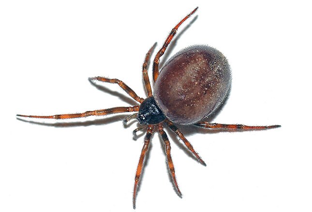 Medically Significant Spider Bites: Which to Watch Out For