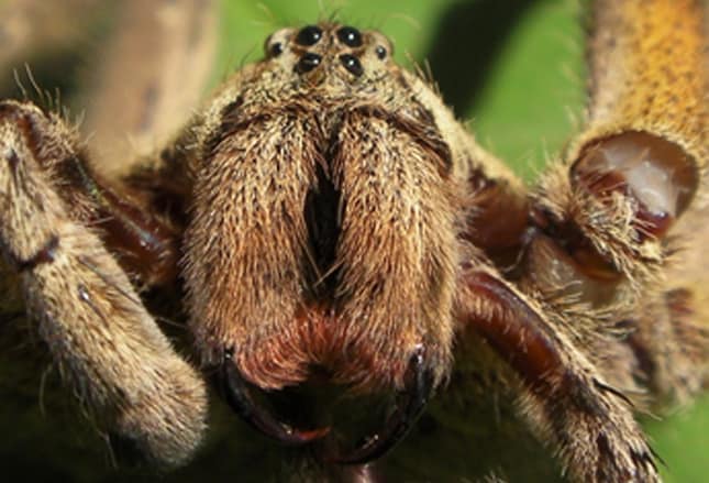 Medically Significant Spider Bites: Which to Watch Out For