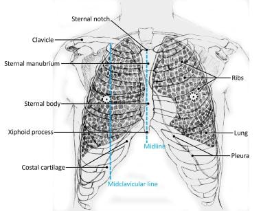 Sternum And Ribs Diagram Ribs And Sternum Bio Lexicon