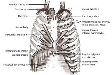 Chest Wall Anatomy: Overview, Gross Anatomy, Other Considerations