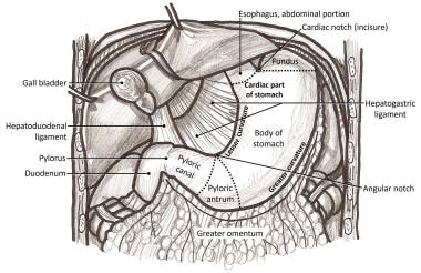 Stomach Anatomy: Overview, Gross Anatomy, Microscopic Anatomy