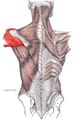 Deltoid Muscle Atrophy