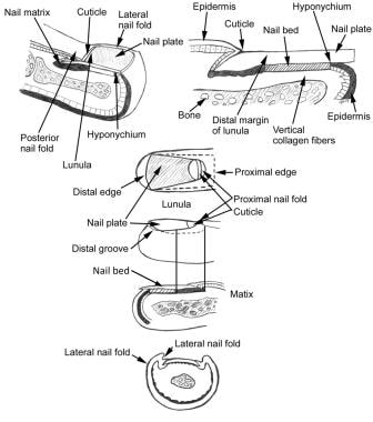 Fingernail Anatomy Diagram BRIX ACADEMY / Neet Coaching