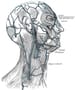 External Jugular Vein Cannulation: Background, Indications ...