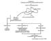Pediatric Sepsis