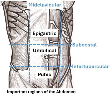 Regions and Planes of the Abdomen: Overview, Abdominal Skin ...