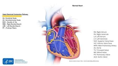 Cardiovascular System Structure ICF Illusration Library