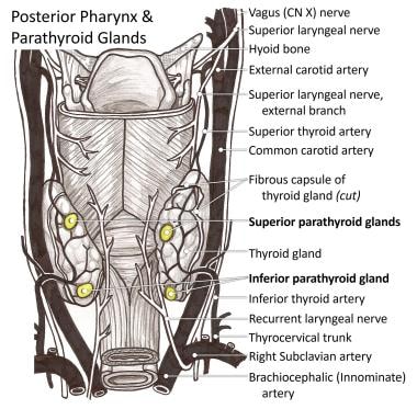 Parathyroid Gland Diagram Classification And Schematic Diagram Of The