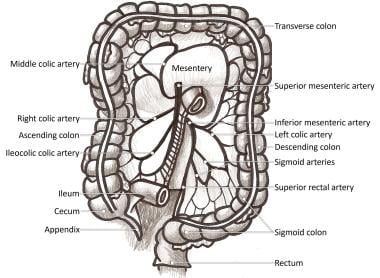 Mesentery Anatomy Anatomy Of The Small Intestine Surgery Oxford
