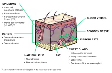 Integumentary System Model For Kids Integumentary System Worksheets