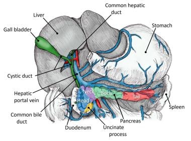 Pancreas Anatomy: Overview, Gross Anatomy, Microscopic Anatomy
