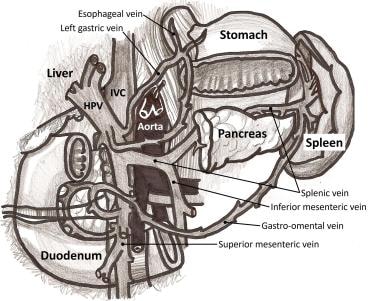 Spleen Anatomy Gross