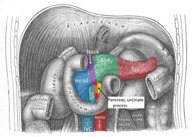 Pancreas Anatomy Model