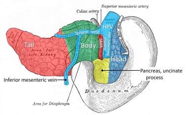Uncinate Process Ethmoid Bone Human Anatomy