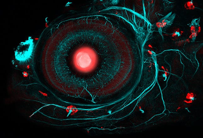Imperdível: incríveis imagens médicas e científicas