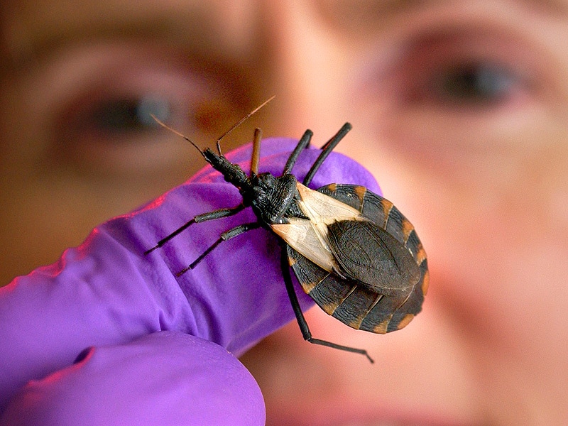 FDA aprova o benznidazol, primeiro medicamento para tratamento da ...