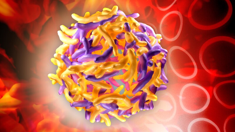 Febre amarela: mais de 50% dos pacientes revela anomalias cardíacas