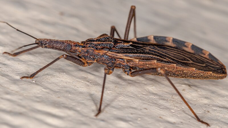 Parceria une instituições para combater transmissão vertical da doença ...