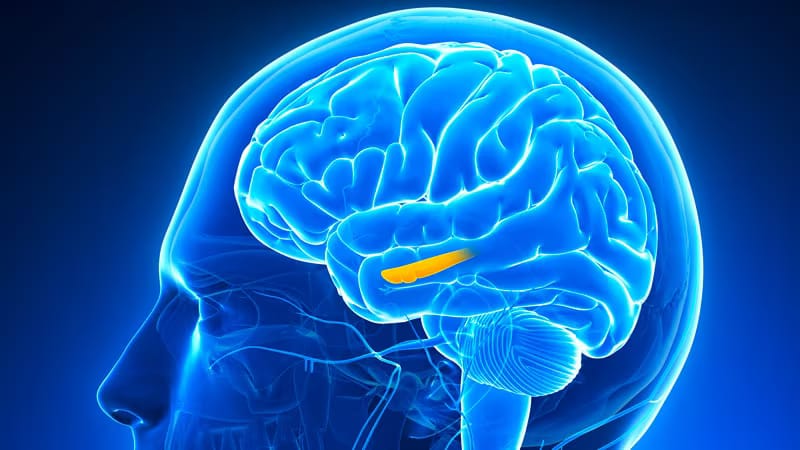 Para além do Alzheimer: atrofia do hipocampo pode estar associada a ...