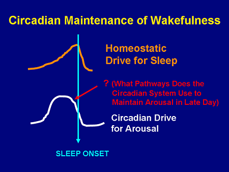 Sustaining Wakefulness in Excessive Sleepiness: Consequence Prevention