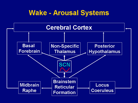 Sustaining Wakefulness in Excessive Sleepiness: Consequence Prevention