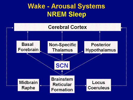 Sustaining Wakefulness in Excessive Sleepiness: Consequence Prevention