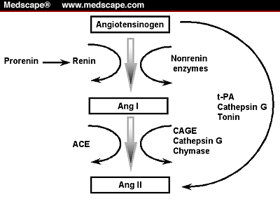 Blocking Angiotensin II: The Goal for All CVD Treatment Strategies