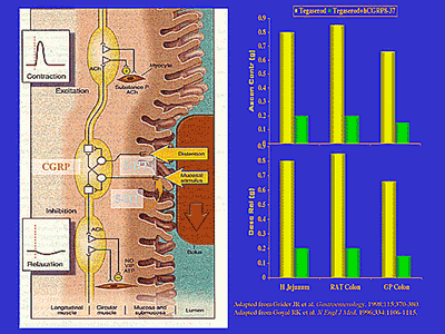 Irritable Bowel Syndrome (IBS): Examining New Findings and Treatments