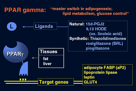 Advances in the Management of Dyslipidemia in the Patient With Diabetes
