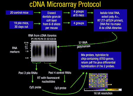 Innovative Epilepsy Therapies for the 21st Century - Part 1