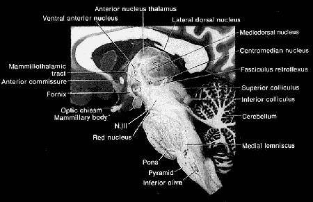 Innovative Epilepsy Therapies for the 21st Century - Part 2