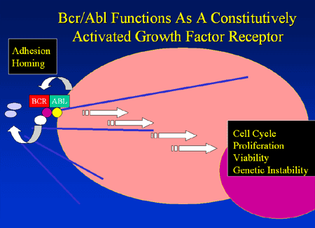 Signal Transduction Inhibition (STI571): A New Standard in Oncology
