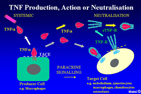 Structural Damage in Rheumatoid Arthritis
