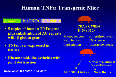 Structural Damage in Rheumatoid Arthritis