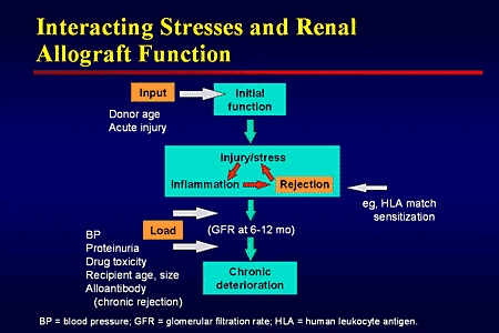 Current Concepts in Long Term Renal Allograft Surviva