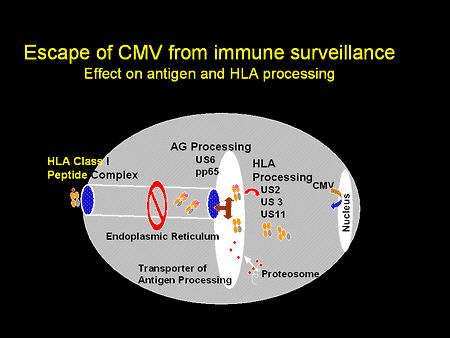 Emerging Trends in the Management of CMV After Bone Marrow...