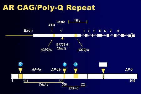 Current Issues in the Management of Prostate Cancer: Charles Huggins...