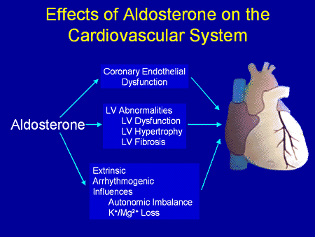 New Insights Into the Role of Aldosterone in Cardiorenal Disease and...