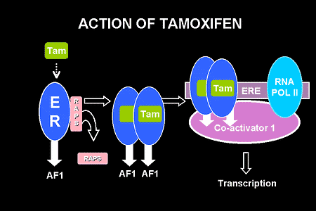 Optimal Hormonal Therapy for Breast Cancer: Maximizing Efficacy and...