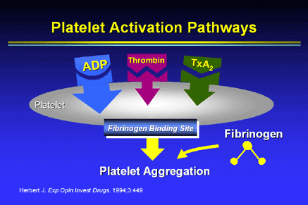 The Hyperactive Platelet in Type 2 Diabetes