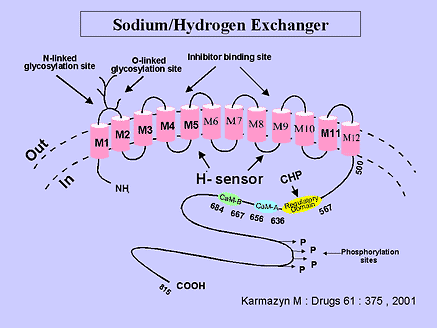 New Approaches to Myocardial Protection