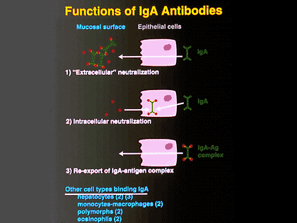 Preventing Influenza: New Opportunities for an Old Disease