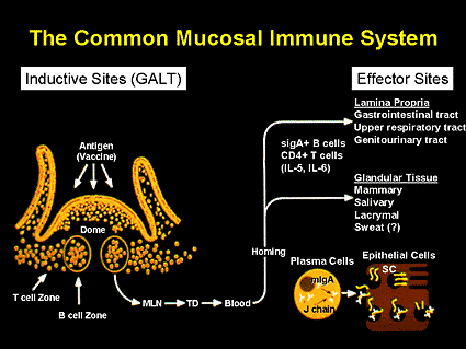 Preventing Influenza: New Opportunities for an Old Disease
