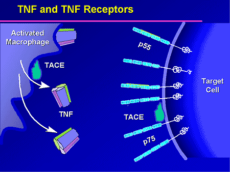 Biologic Therapies for Rheumatoid Arthritis: Navigating the Changing ...